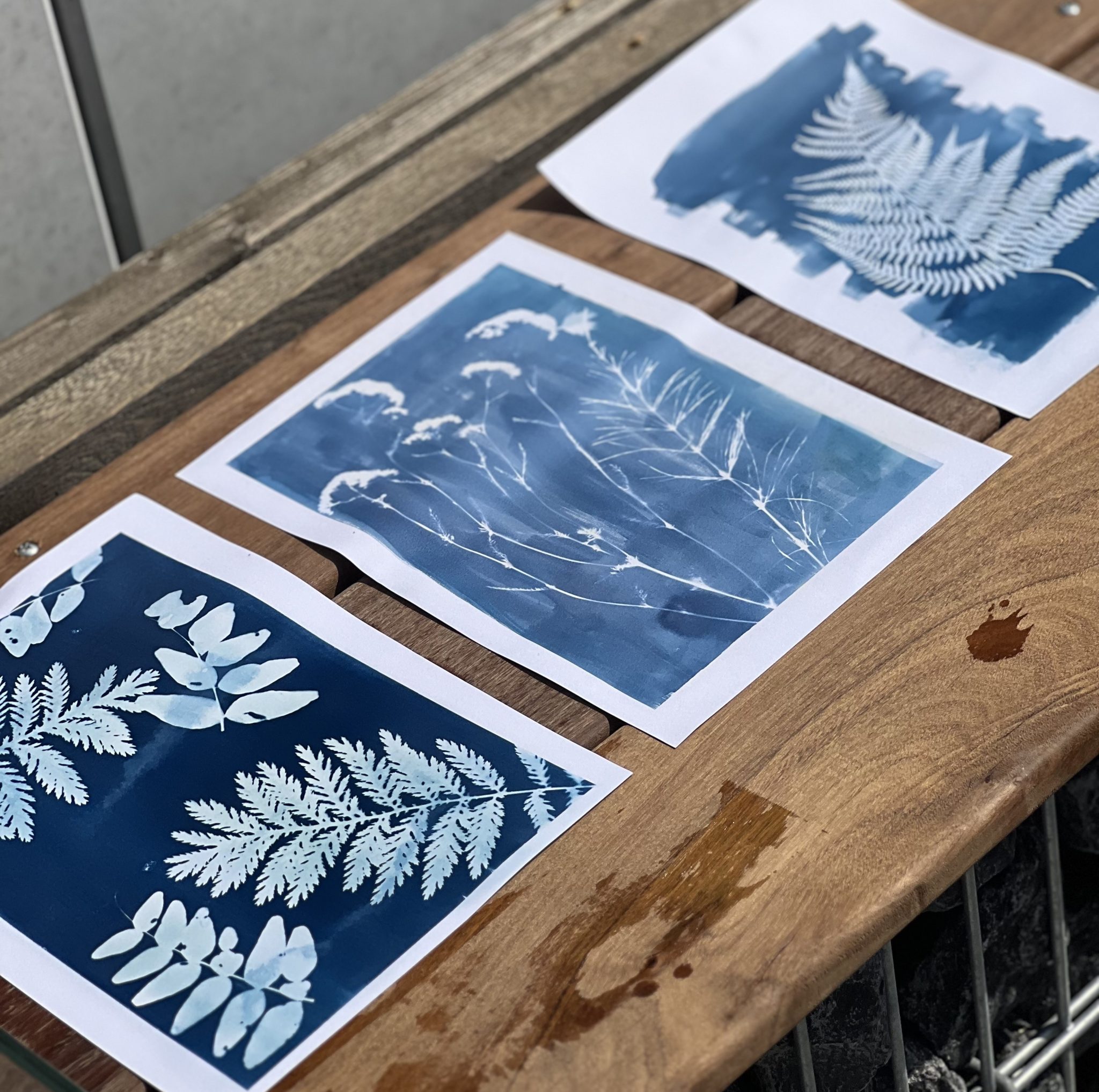 Tout savoir sur la technique du cyanotype - l'Atelier Géant